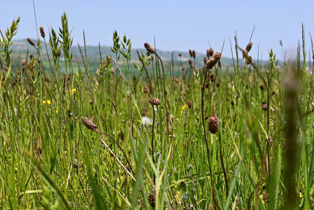 Concours agricole : les prairies naturelles mises à l’honneur ...