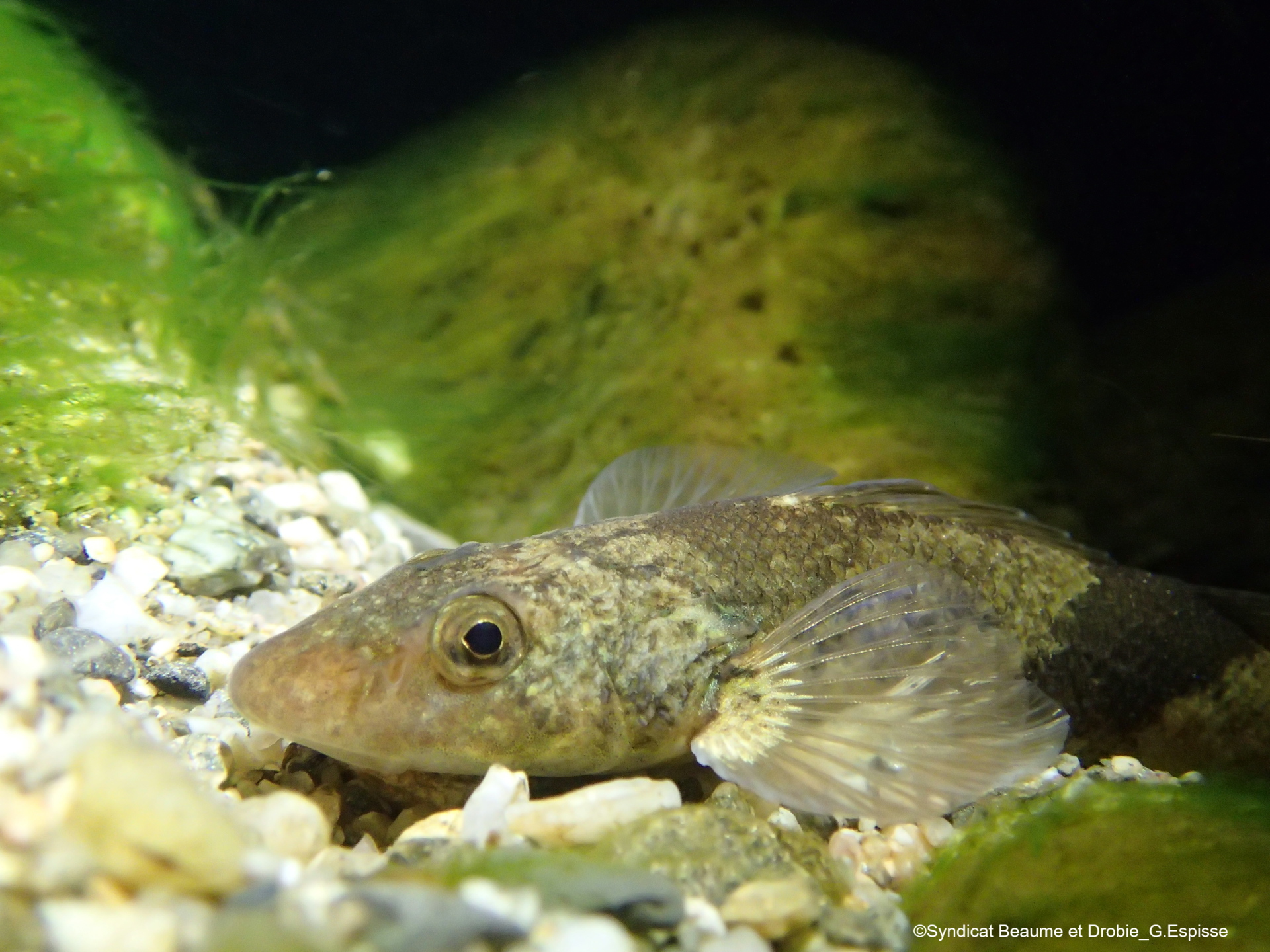 L’apron du Rhône, sentinelle de nos rivières - Conservatoire d'espaces ...