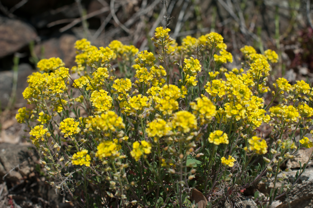 L’Alysson du Rhône, un emblème pour Andance - Conservatoire d'espaces naturels Rhône-Alpes